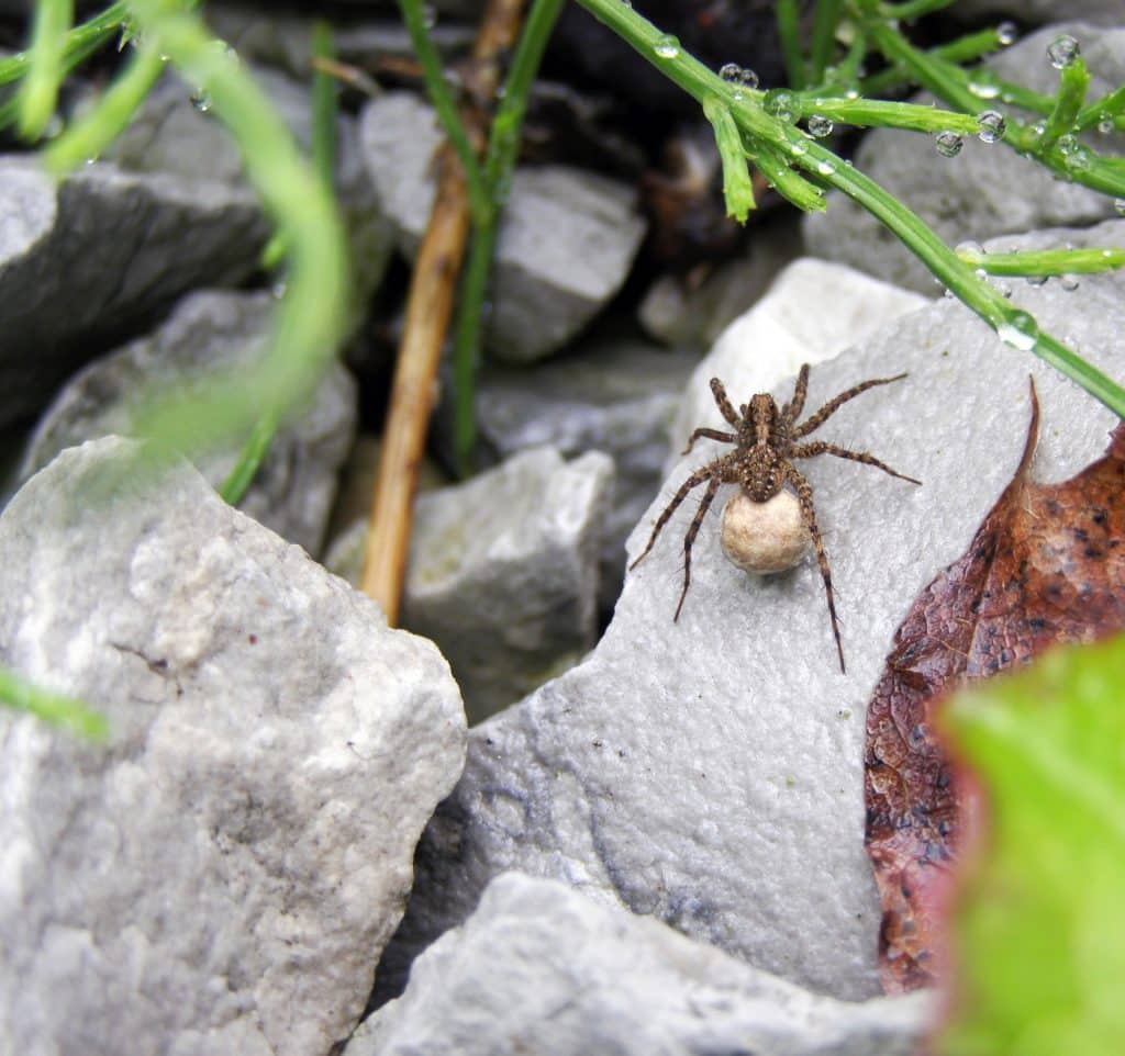Get Rid of Scary Wolf Spiders Safely Without Pesticides - Home Remedies
