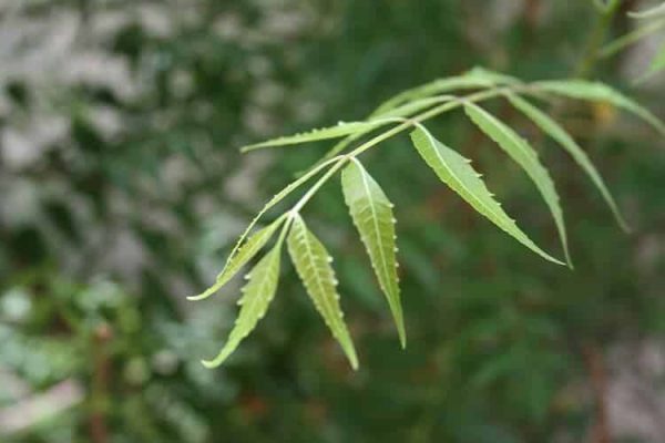 15 Home Remedies for Rashes on Face - Home Remedies